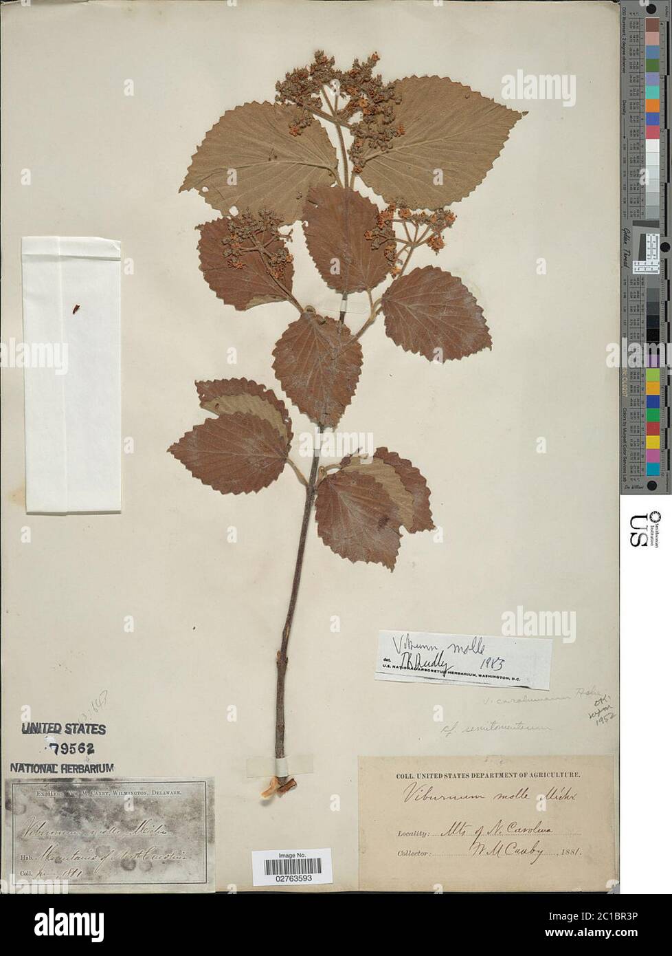 Viburnum molle Michx Viburnum molle Michx Stock Photo - Alamy