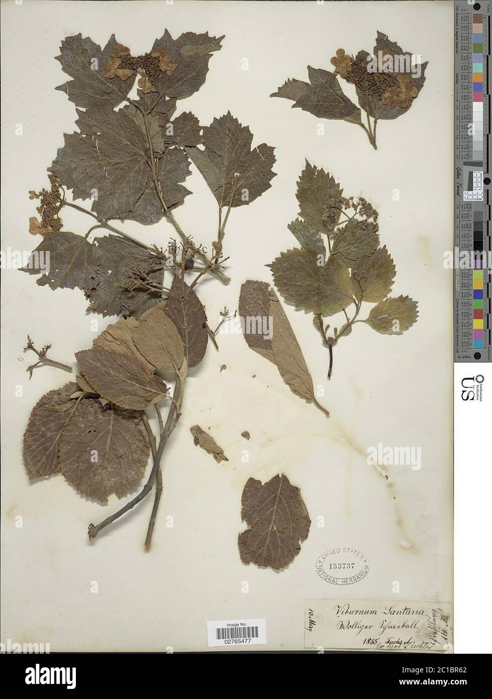 Wayfaring tree viburnum lantana leaves hi-res stock photography and ...