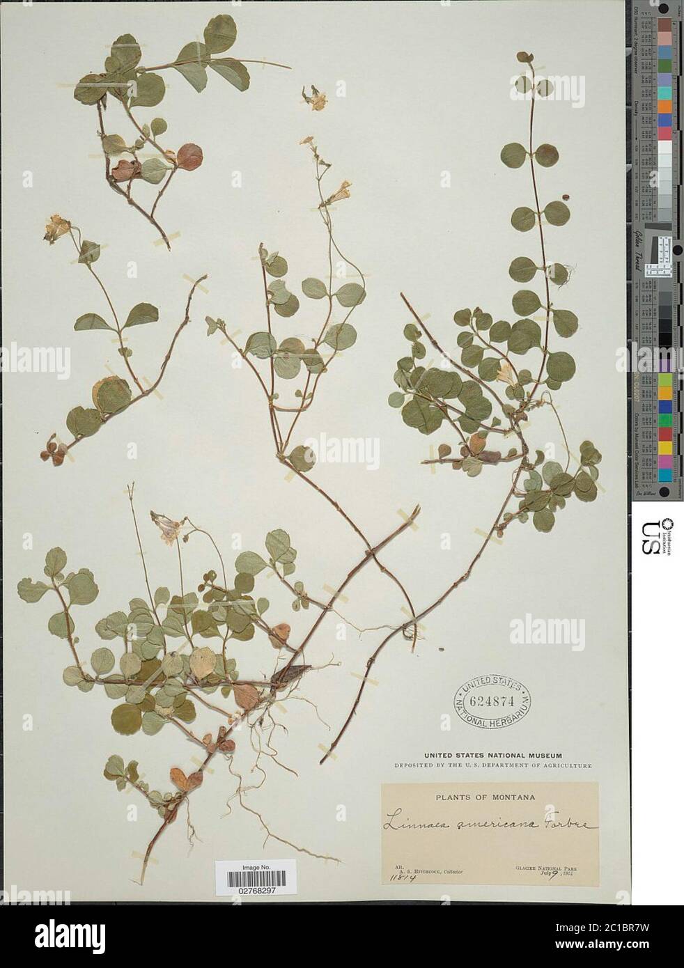 Linnaea borealis L Linnaea borealis L Stock Photo - Alamy