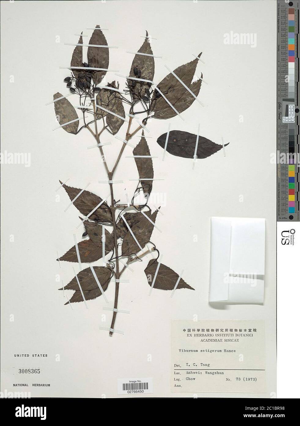 Viburnum setigerum Viburnum setigerum Stock Photo - Alamy