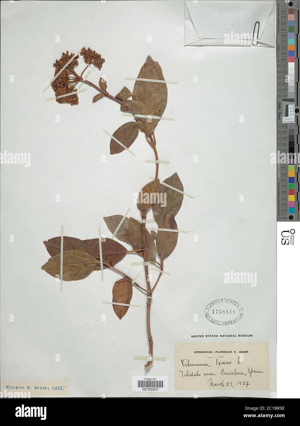 Viburnum tinus Viburnum tinus Stock Photo - Alamy