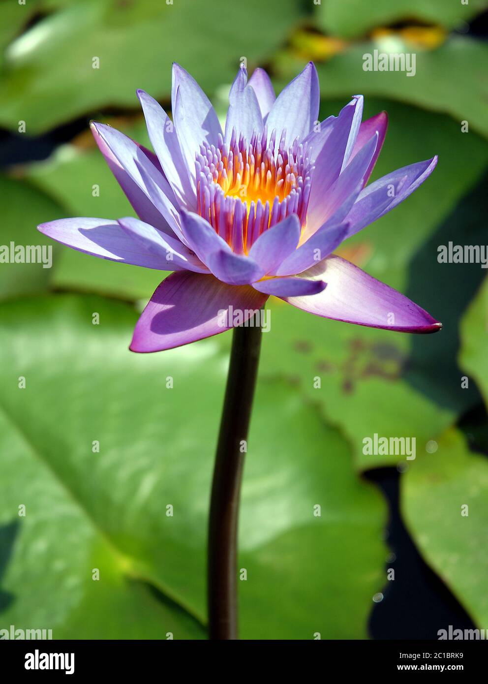 Blue lotus flower in a pond in Srimangal (Sreemangal) in Bangladesh ...