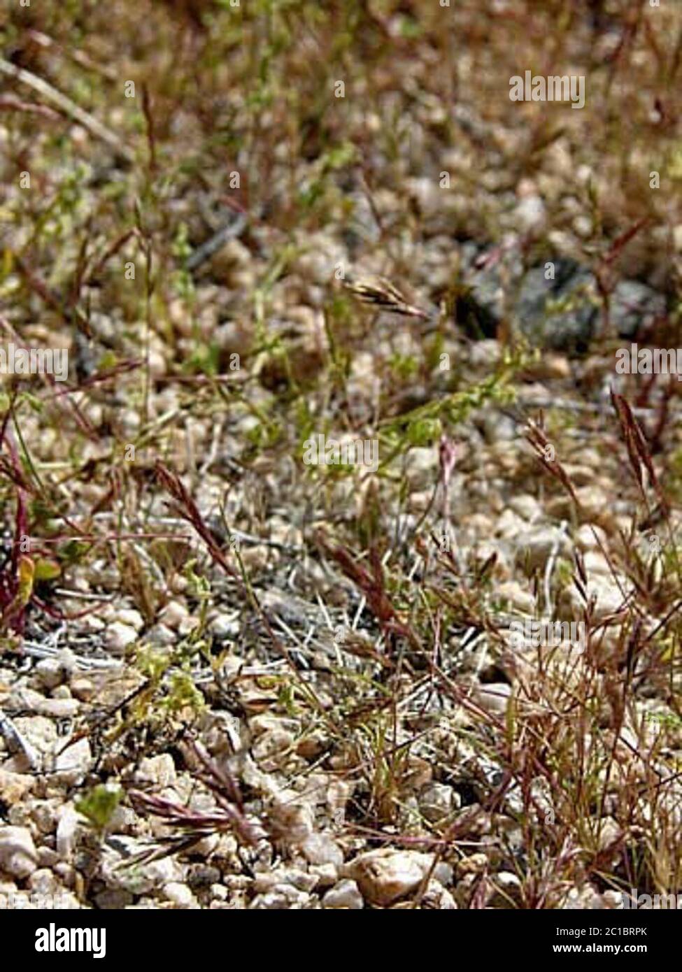 Arabicus grass hi-res stock photography and images - Alamy