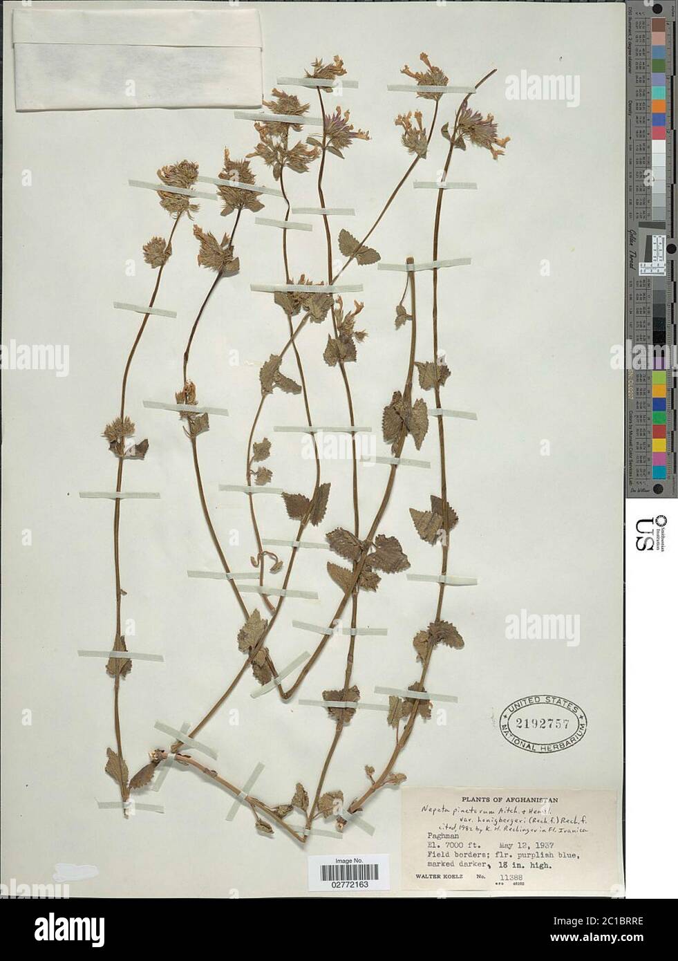 Nepeta pinetorum var honigbergeri Rech f Rech f Nepeta pinetorum var ...