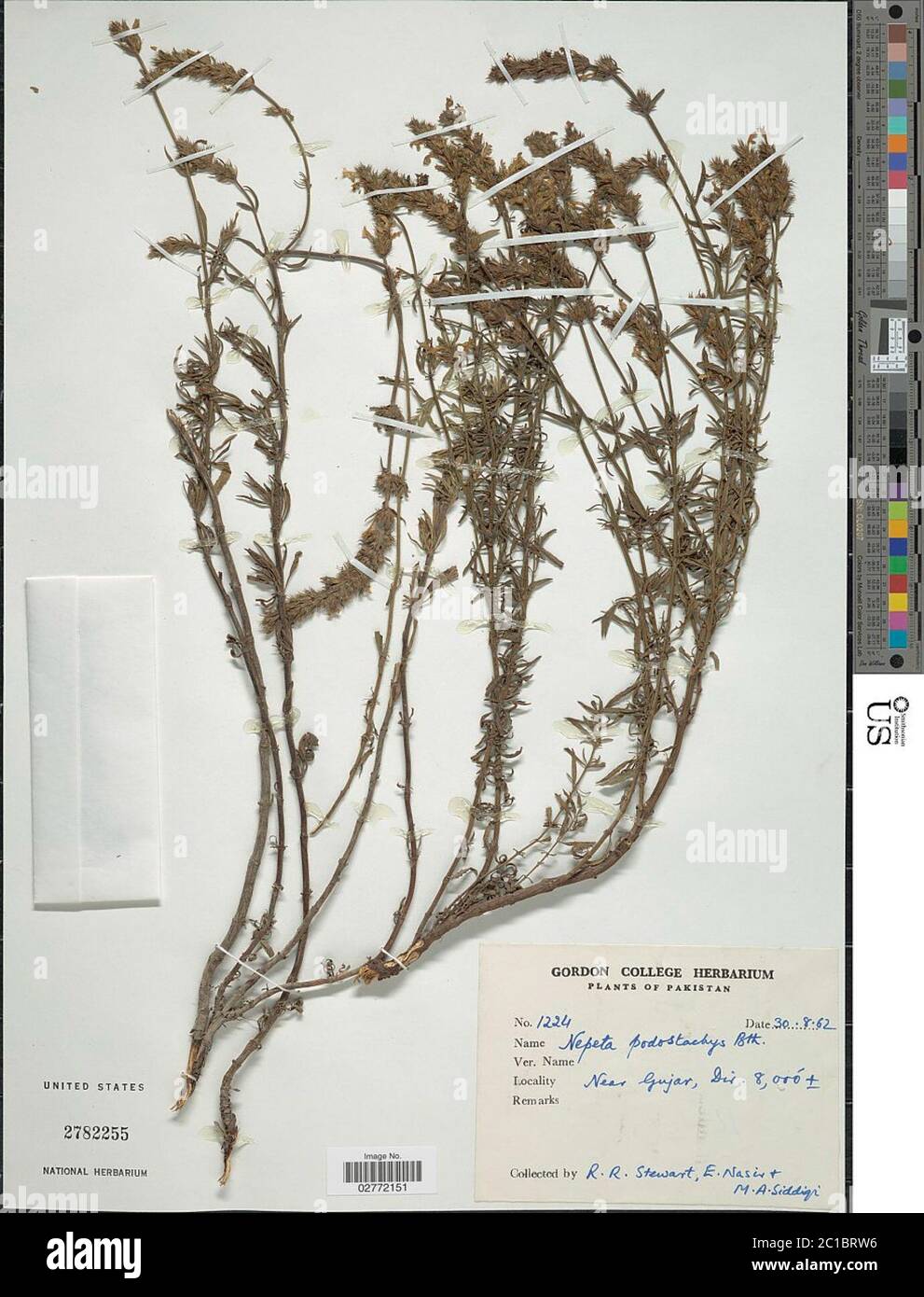 Nepeta podostachys Benth Nepeta podostachys Benth Stock Photo - Alamy