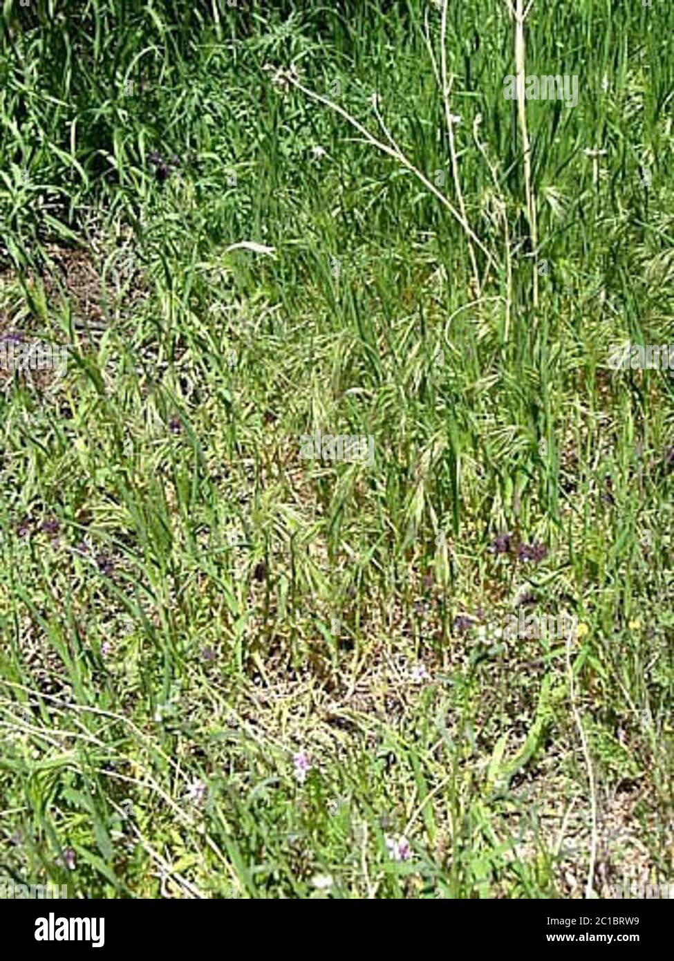 Bromus rubens L Bromus rubens L Stock Photo - Alamy
