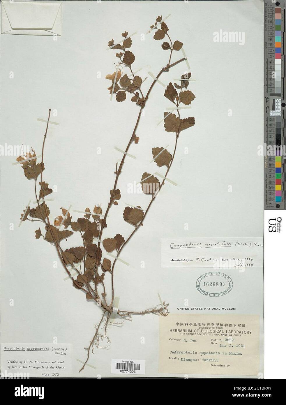 Caryopteris nepetifolia hi-res stock photography and images - Alamy