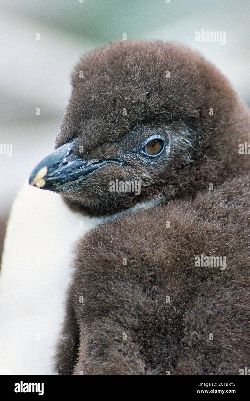 Southern rockhopper penguin chick - Eudyptes chrysocome Stock Photo - Alamy