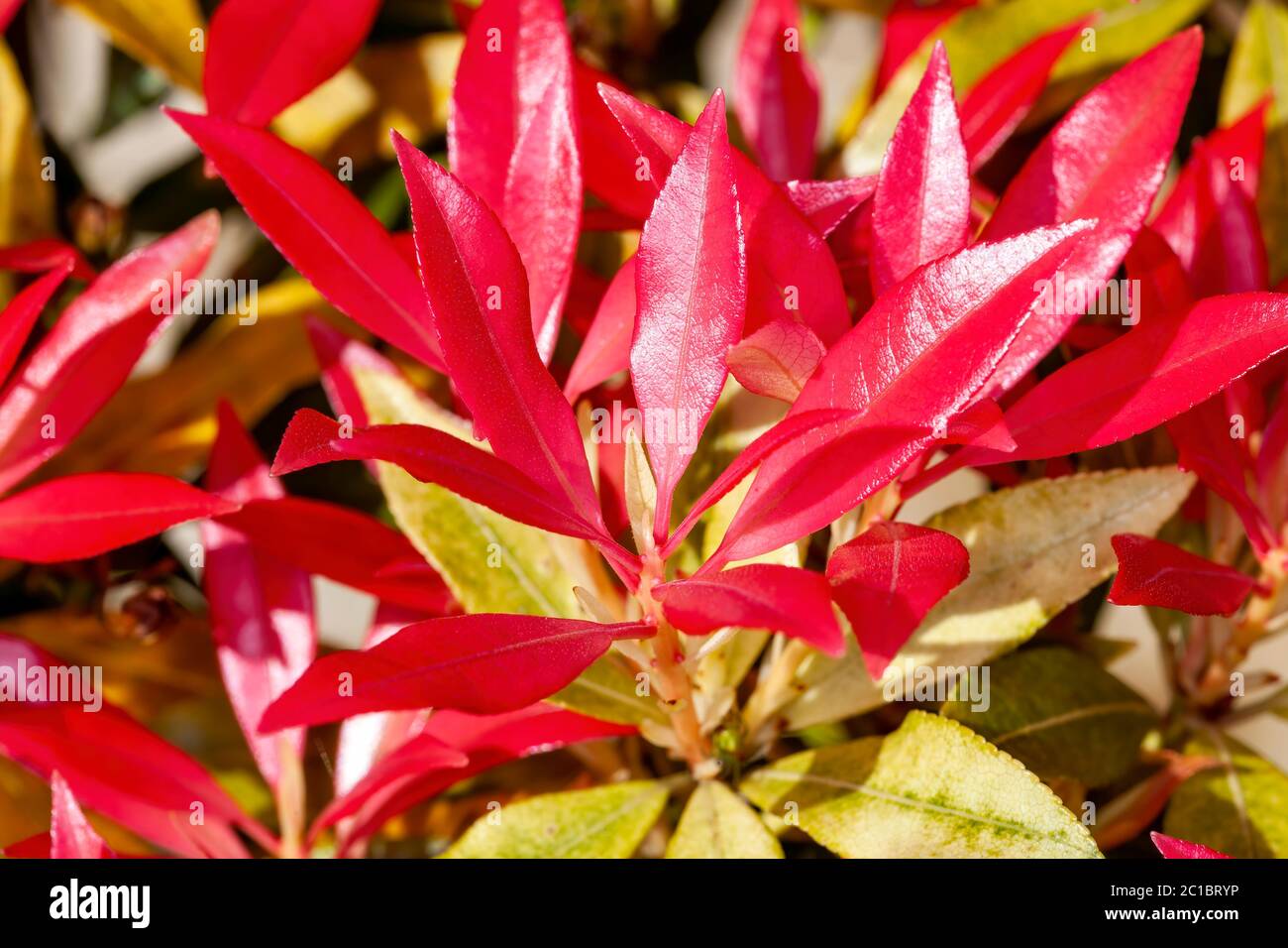Pieris Japonica 'Forest Flame' an evergreen shrub with colorful red ...