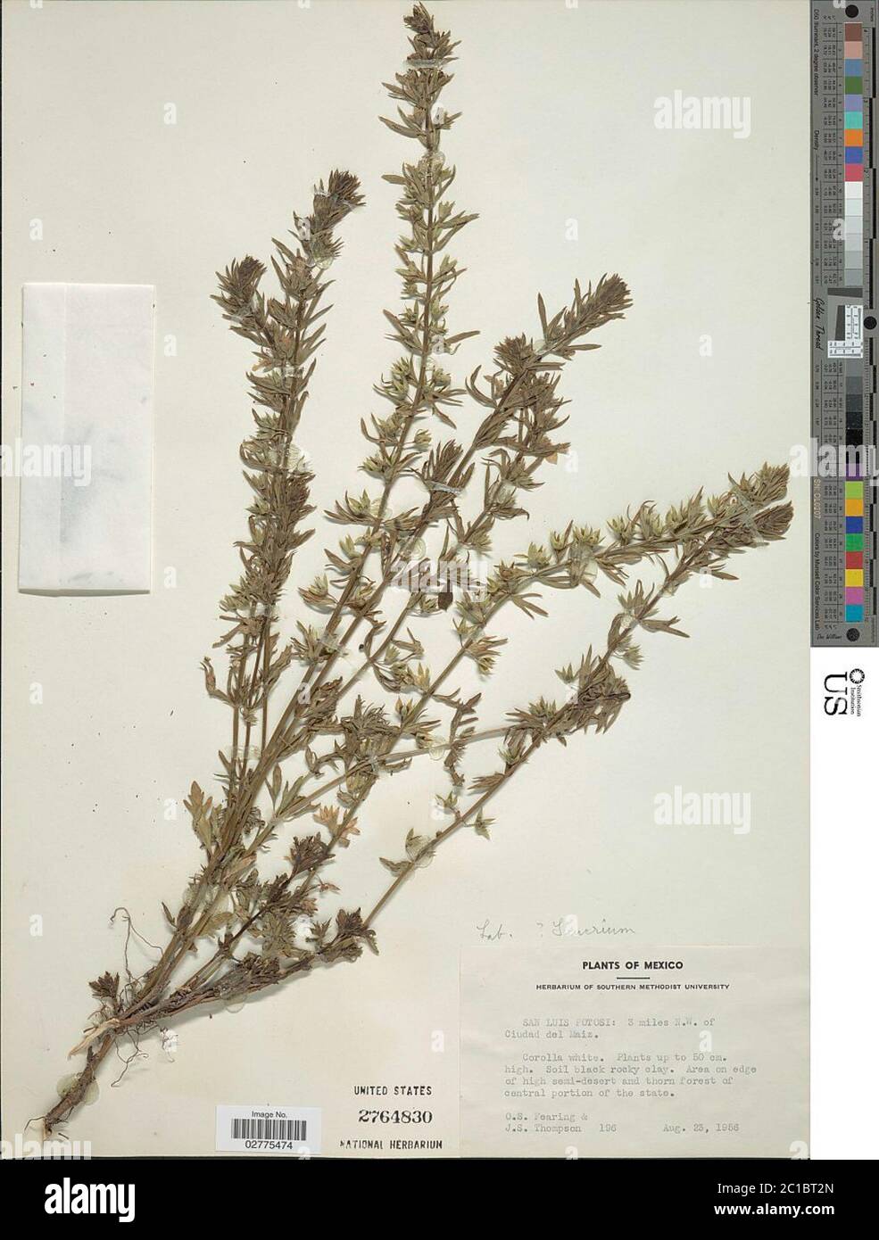 Teucrium sp hi-res stock photography and images - Alamy