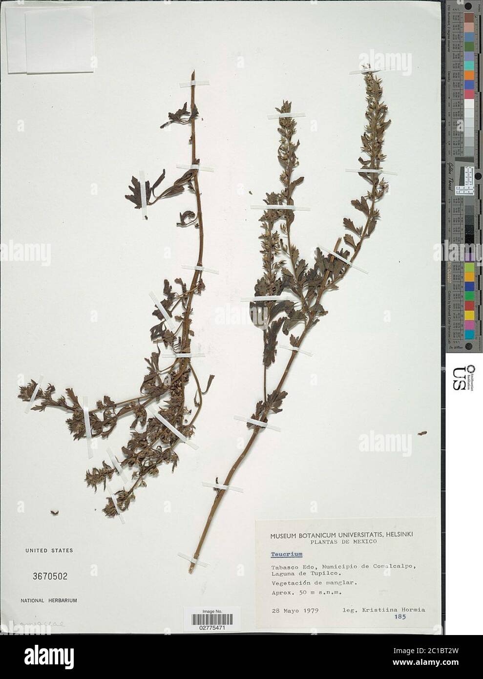 Teucrium sp hi-res stock photography and images - Alamy