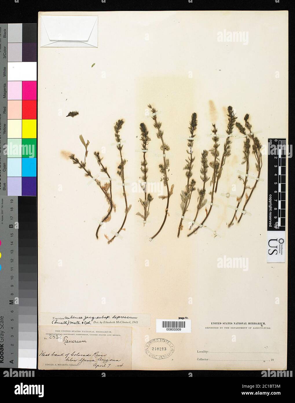 Teucrium cubense hi-res stock photography and images - Alamy