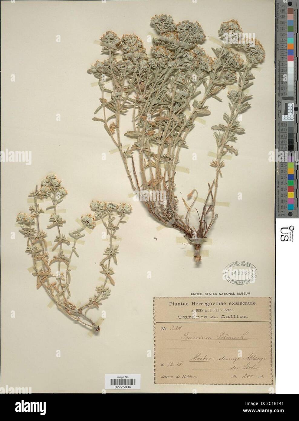 Teucrium polium Teucrium polium Stock Photo - Alamy