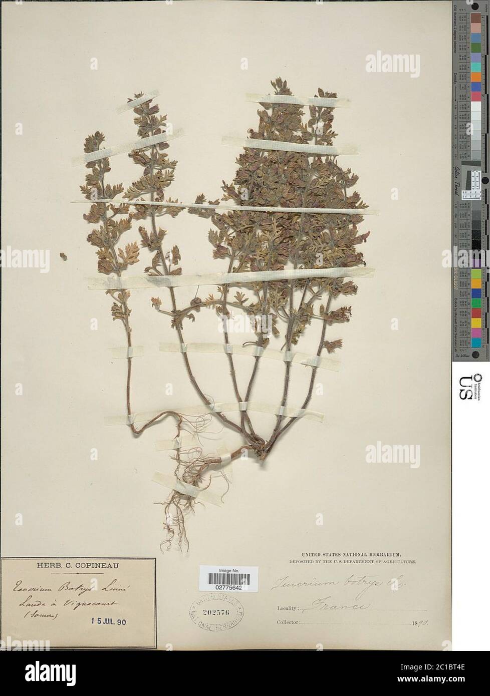 Teucrium botrys L Teucrium botrys L Stock Photo - Alamy