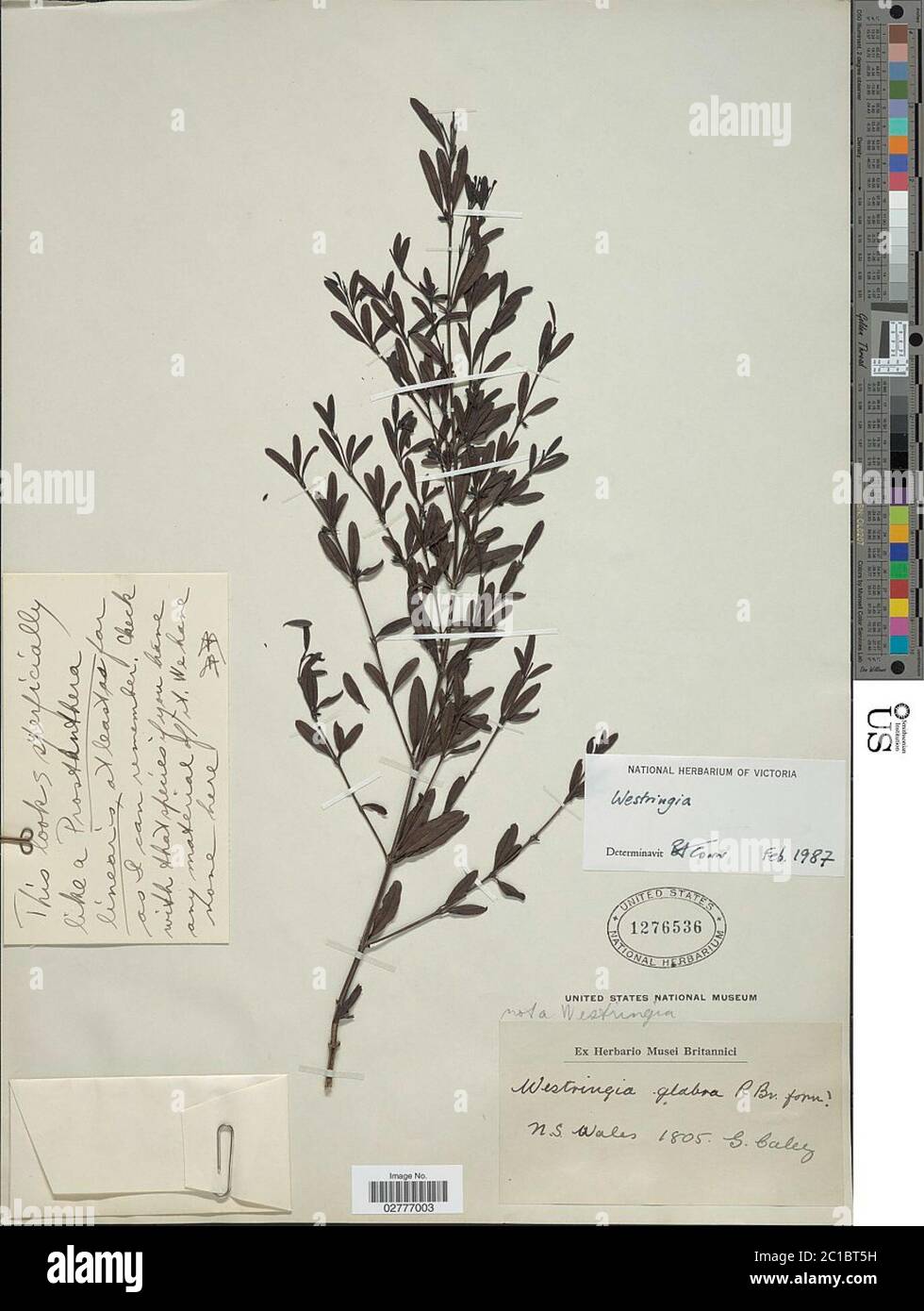 Westringia species hi-res stock photography and images - Alamy