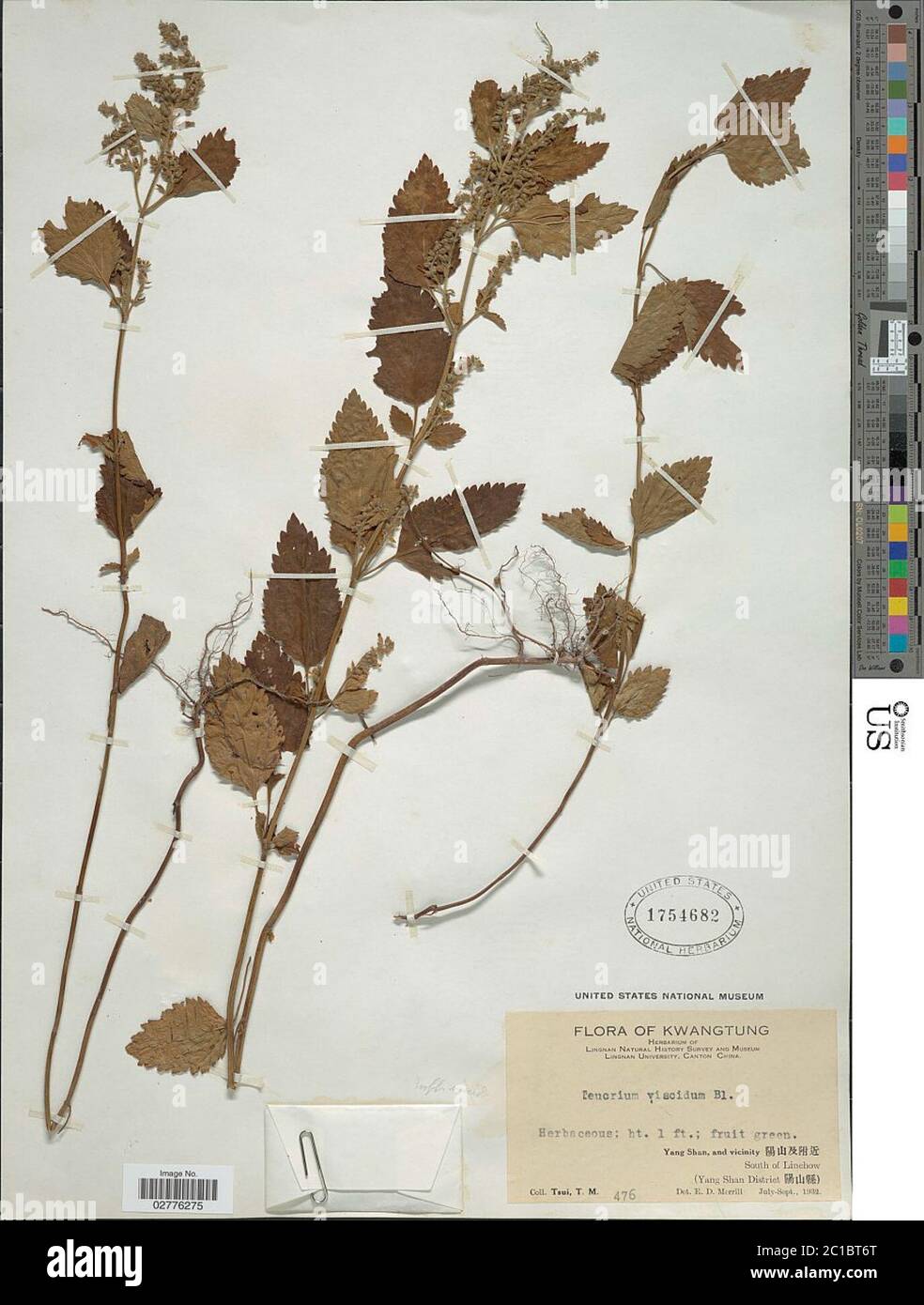 Teucrium viscidum Blume Teucrium viscidum Blume Stock Photo - Alamy