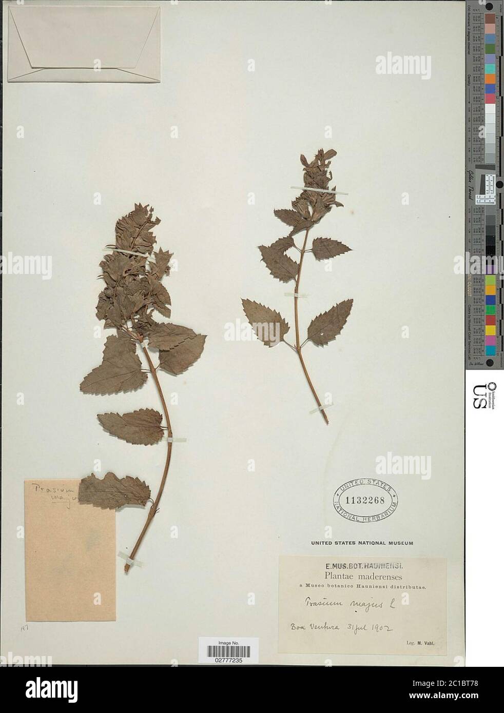 Prasium majus hi-res stock photography and images - Alamy