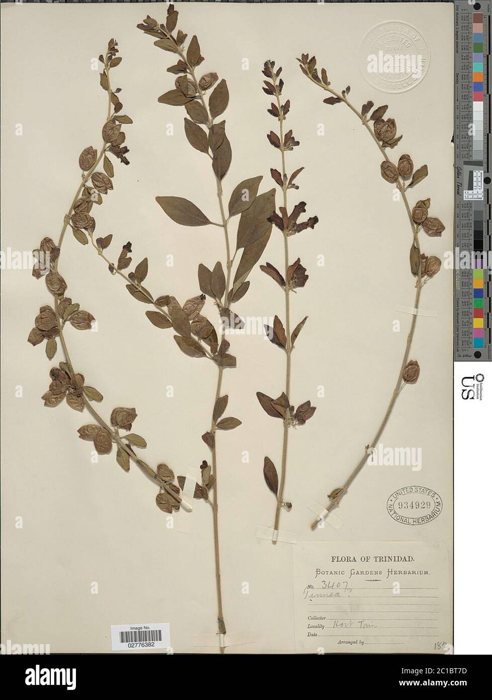 Tinnea sp Tinnea sp Stock Photo - Alamy