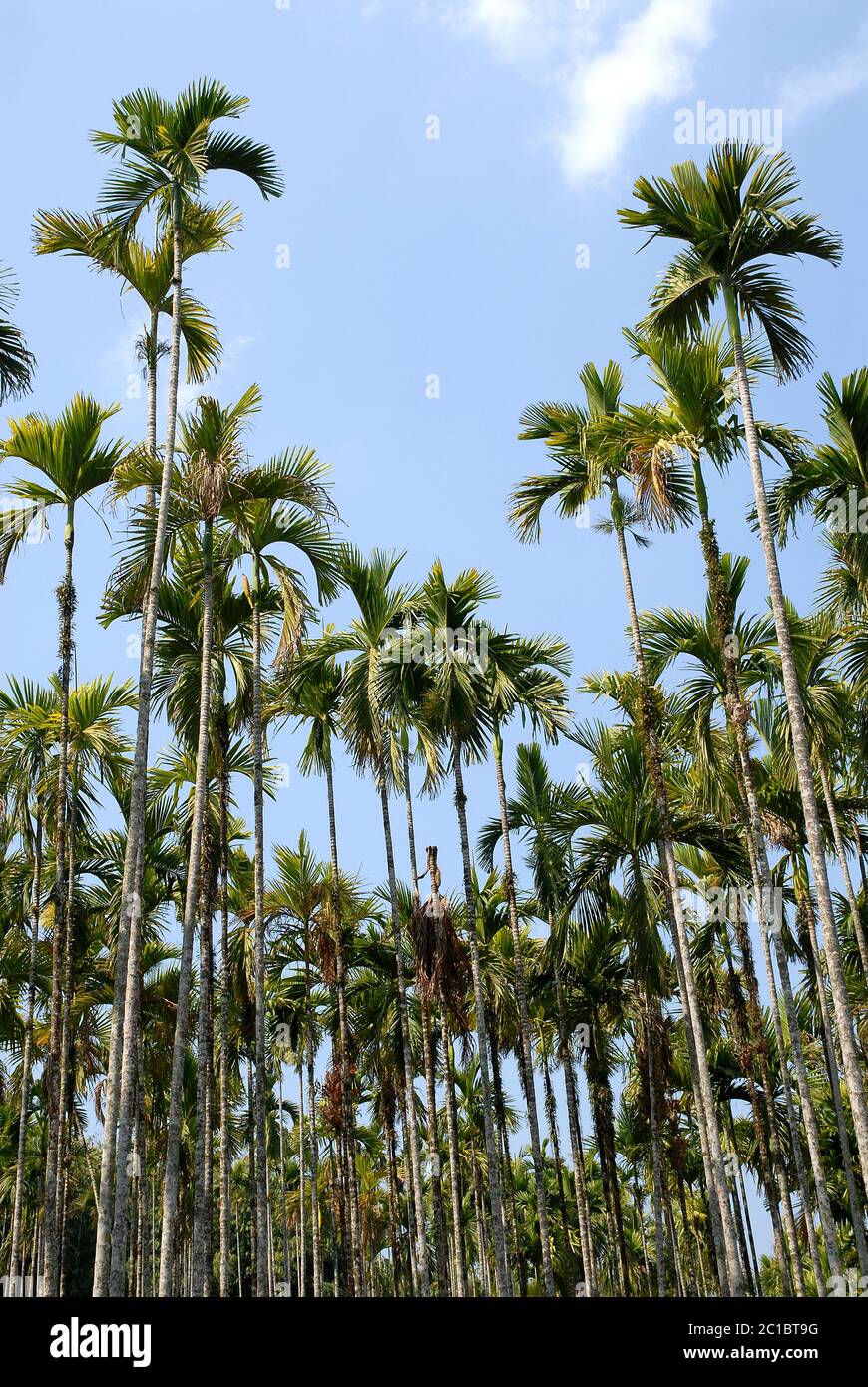 Palm trees on a plantation in Srimangal (Sreemangal) in Bangladesh ...