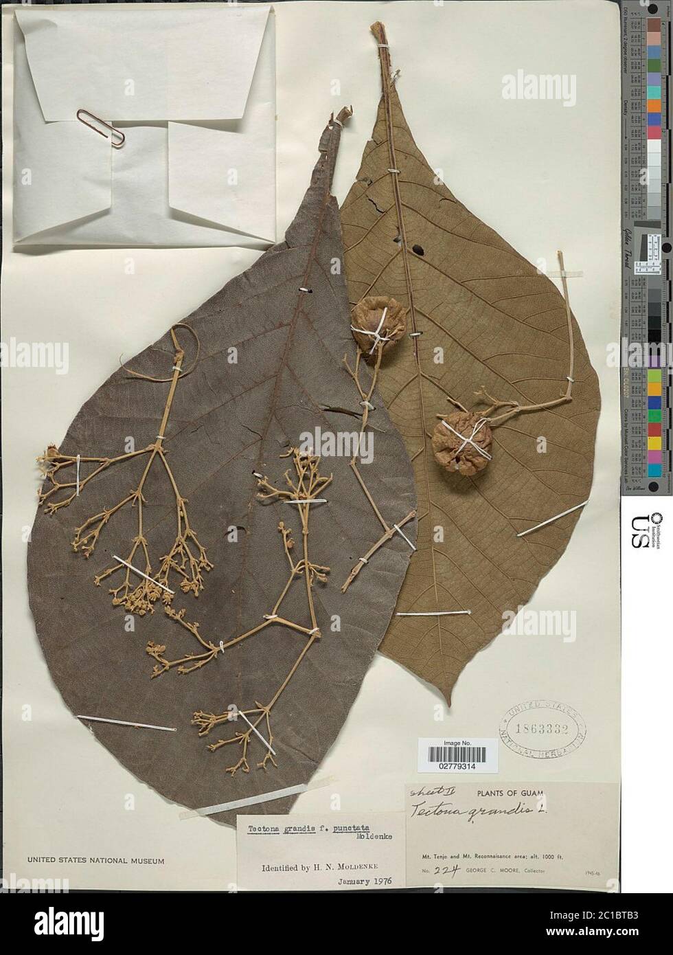 Tectona grandis L f Tectona grandis L f Stock Photo - Alamy