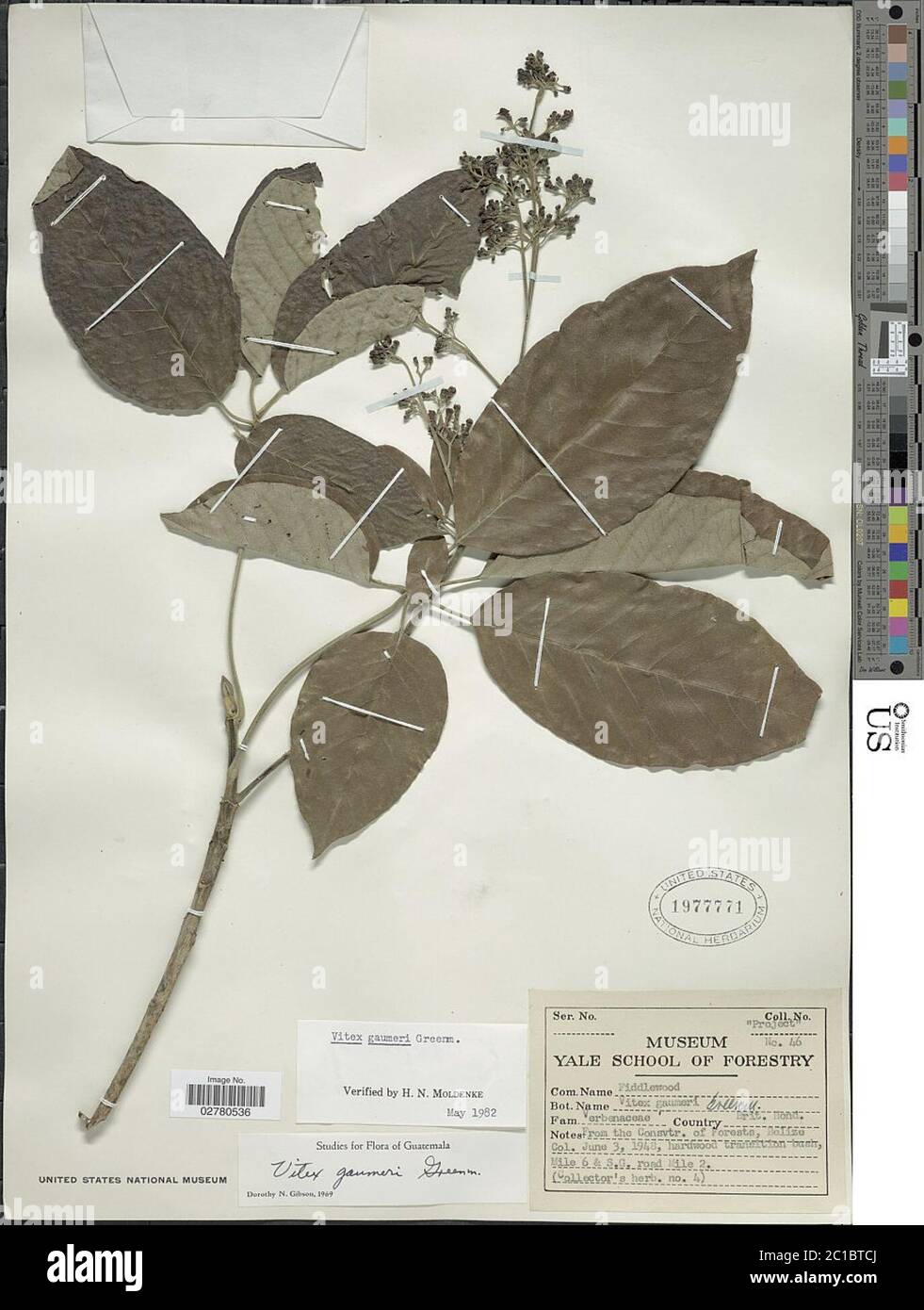 Vitex gaumeri Greenm Vitex gaumeri Greenm Stock Photo - Alamy