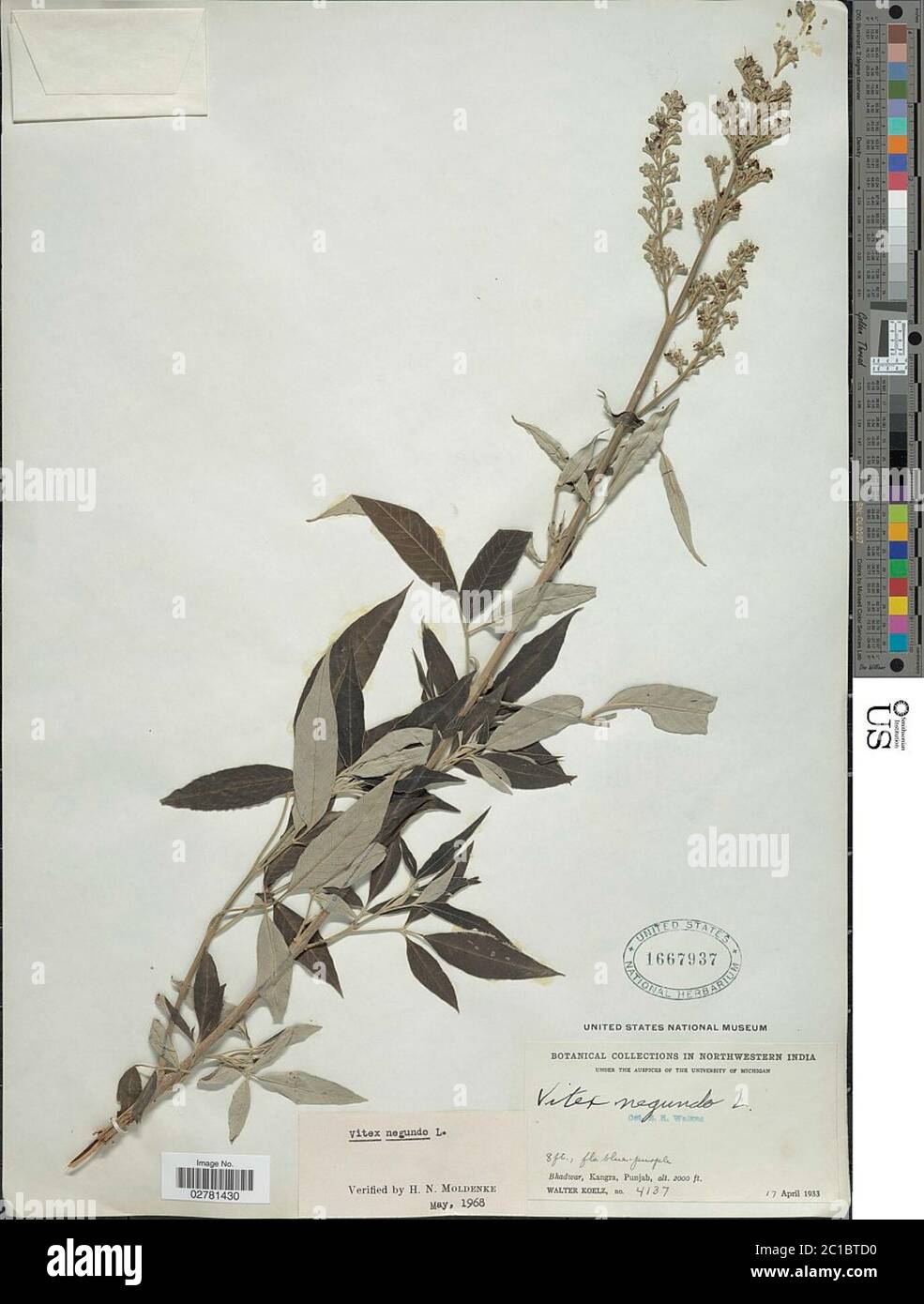 Vitex negundo l hi-res stock photography and images - Alamy