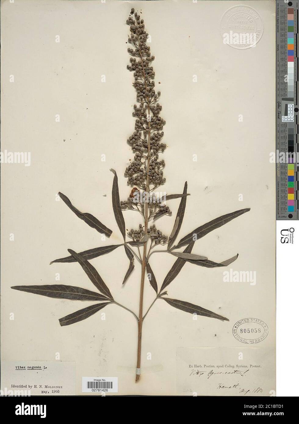 Vitex negundo L Vitex negundo L Stock Photo - Alamy