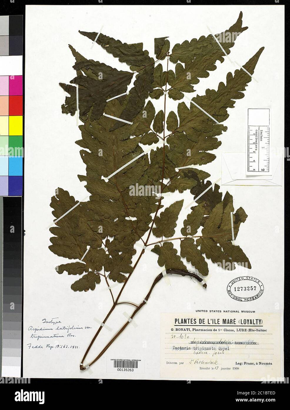 Aspidium latifolium var tripinnatum Rosenst Aspidium latifolium var ...