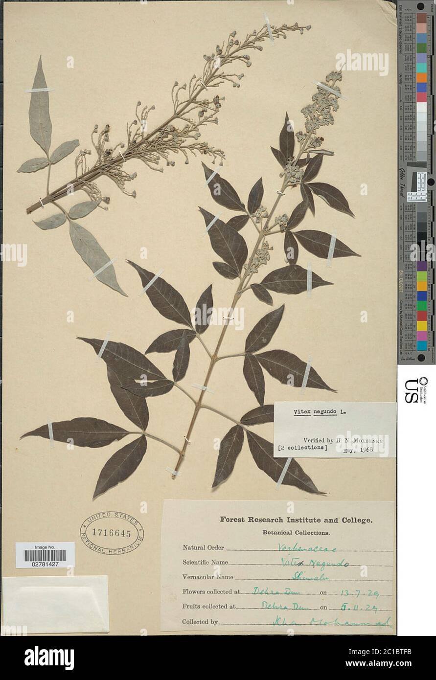 Vitex negundo l hi-res stock photography and images - Alamy