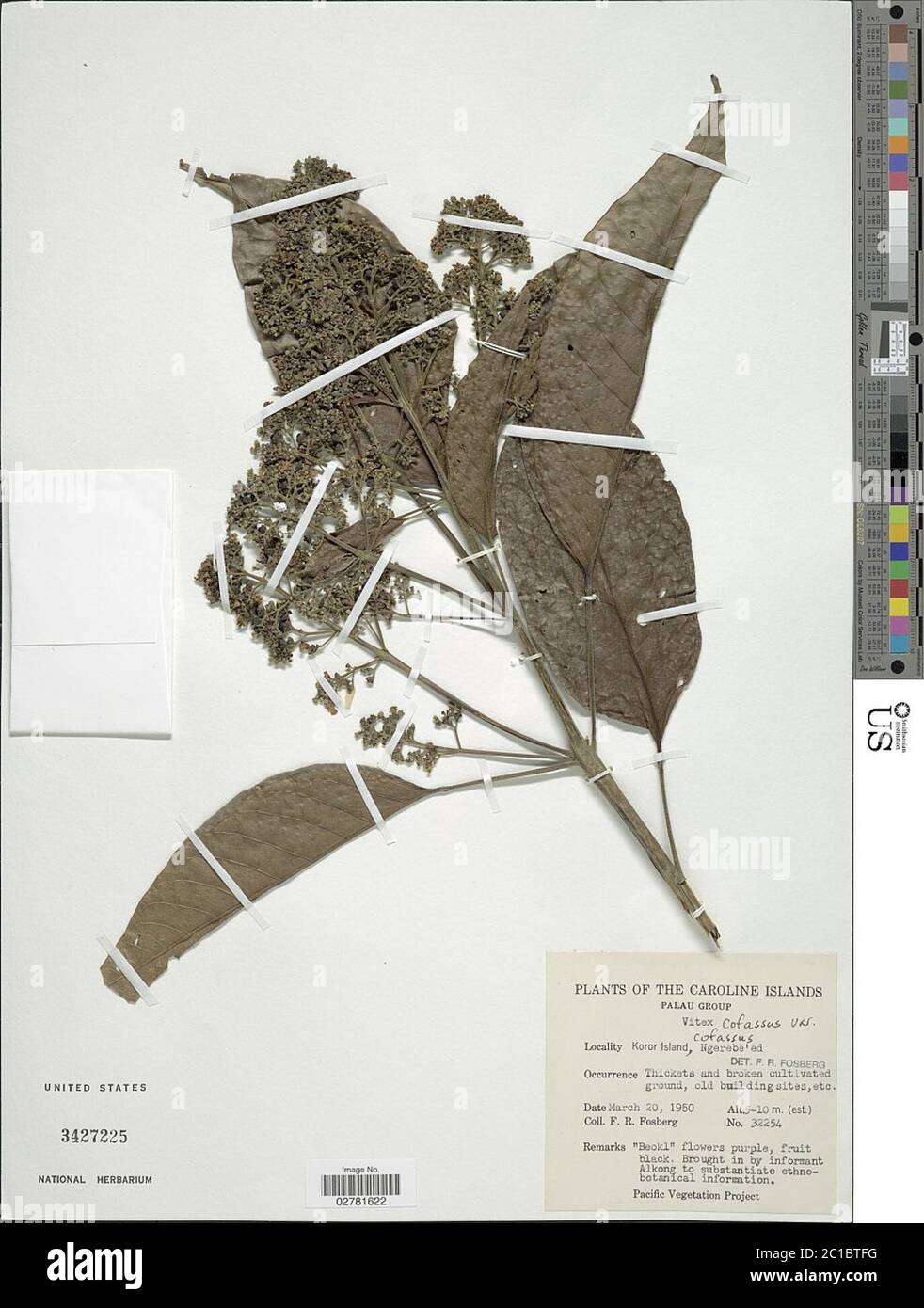 Vitex cofassus Reinw ex Blume Vitex cofassus Reinw ex Blume Stock Photo ...