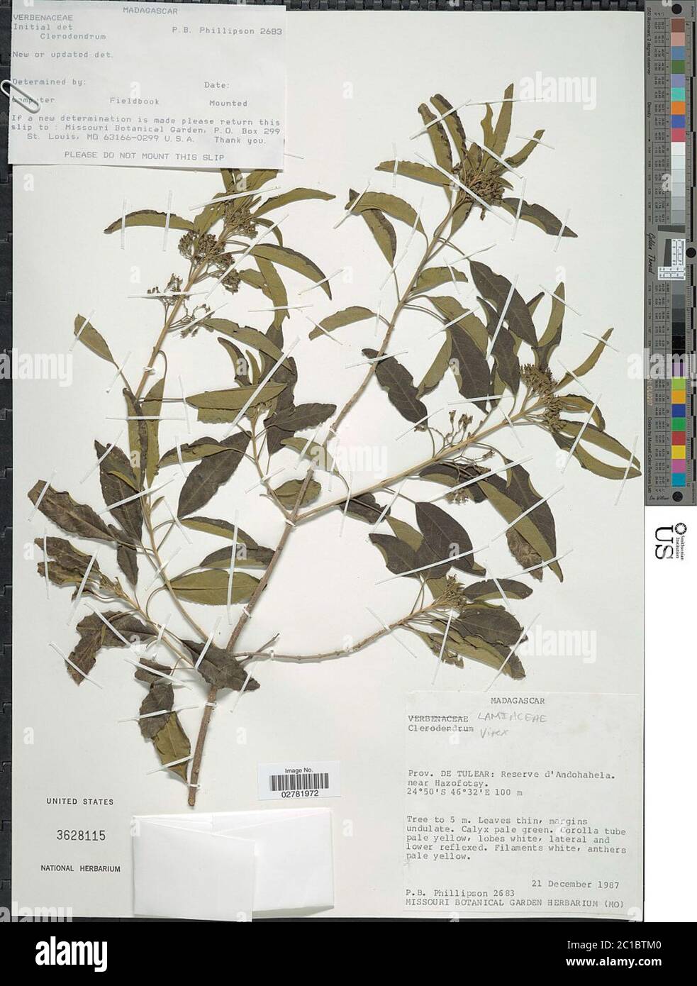 Vitex vitex sp hi-res stock photography and images - Alamy