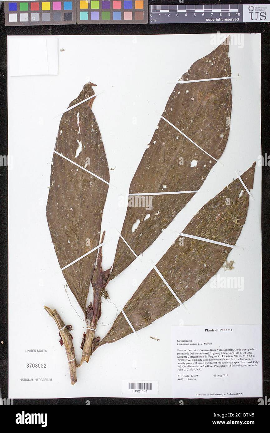 Columnea crassa CV Morton Columnea crassa CV Morton Stock Photo - Alamy