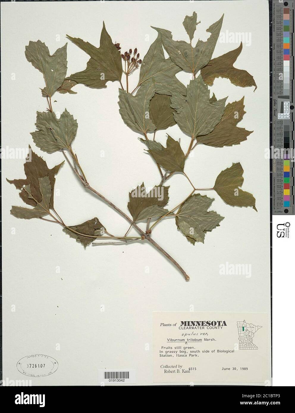 Viburnum trilobum Marshall Viburnum trilobum Marshall Stock Photo - Alamy