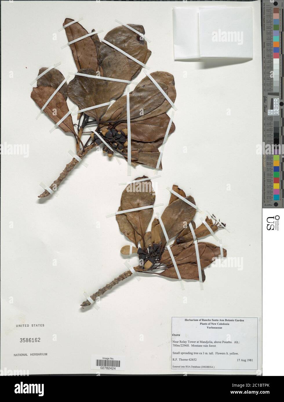 Oxera oxera sp hi-res stock photography and images - Alamy