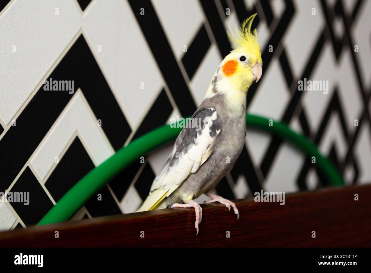 Portrait of a corella parrot. Domestic pet at home Stock Photo - Alamy
