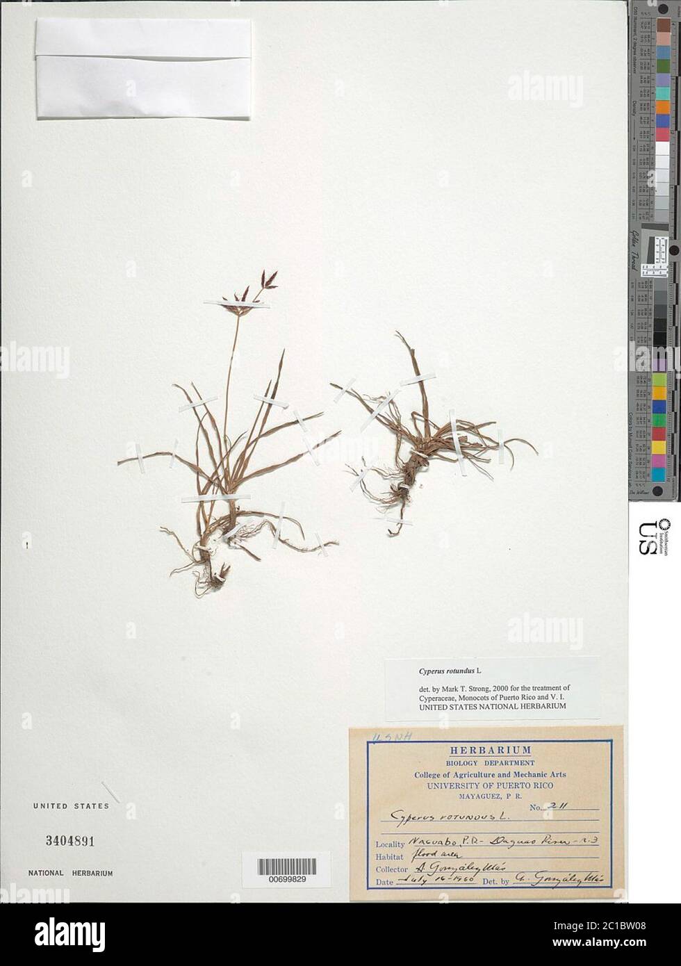 Cyperus rotundus L Cyperus rotundus L Stock Photo - Alamy