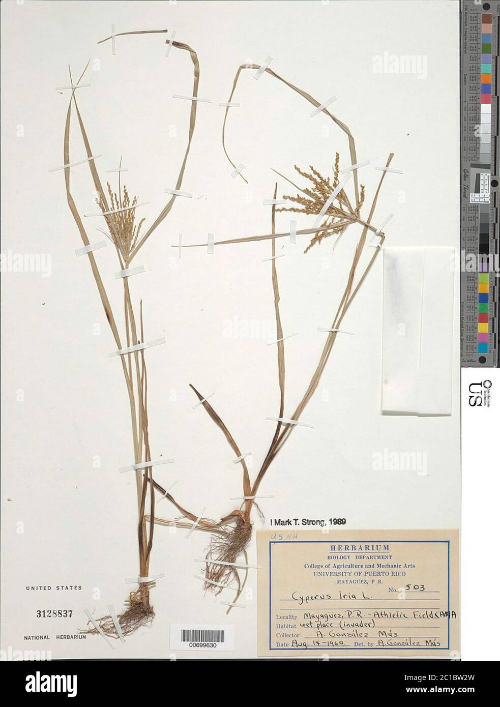 Cyperus iria hi-res stock photography and images - Alamy