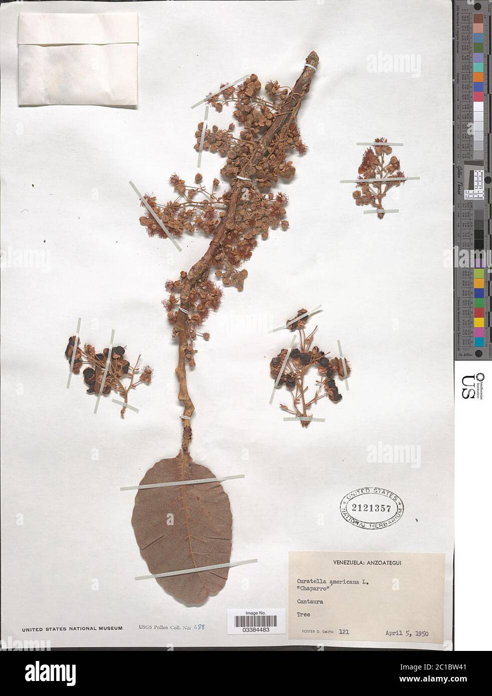 Curatella americana hi-res stock photography and images - Alamy