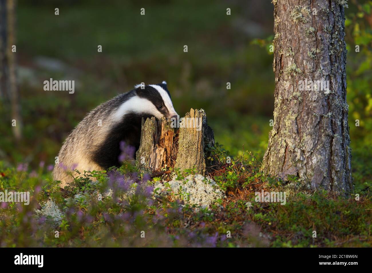 Eurasian badger sniffing hi-res stock photography and images - Alamy