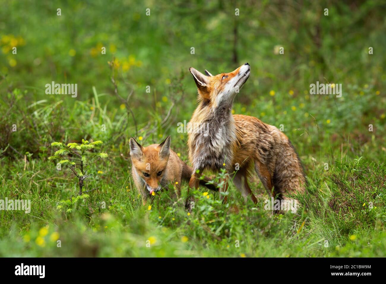 Alert red fox observing sky on green meadow with one cub hiding behind ...