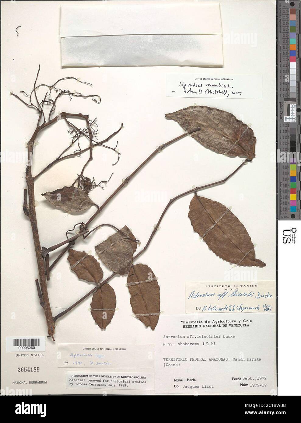 Spondias mombin l hi-res stock photography and images - Alamy