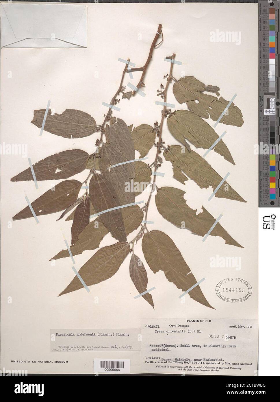 Parasponia hi-res stock photography and images - Alamy