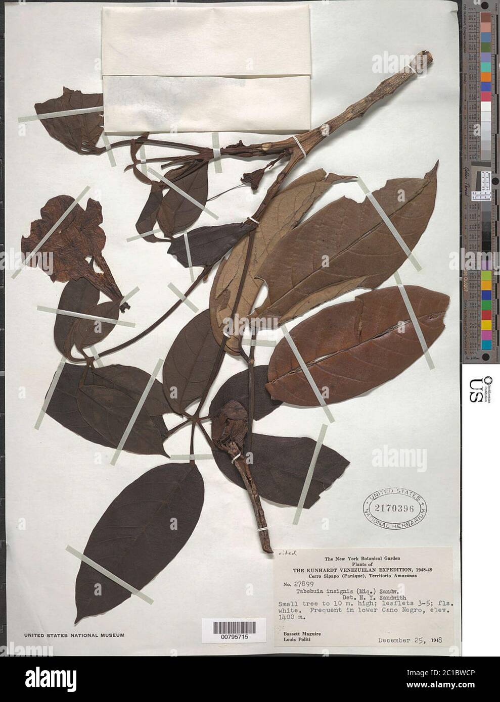 Tabebuia insignis Miq Sandwith Tabebuia insignis Miq Sandwith Stock ...