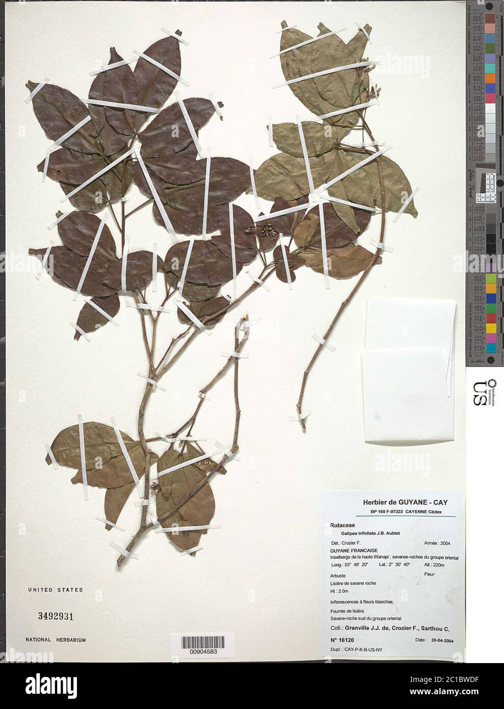 Galipea trifoliata Galipea trifoliata Stock Photo - Alamy