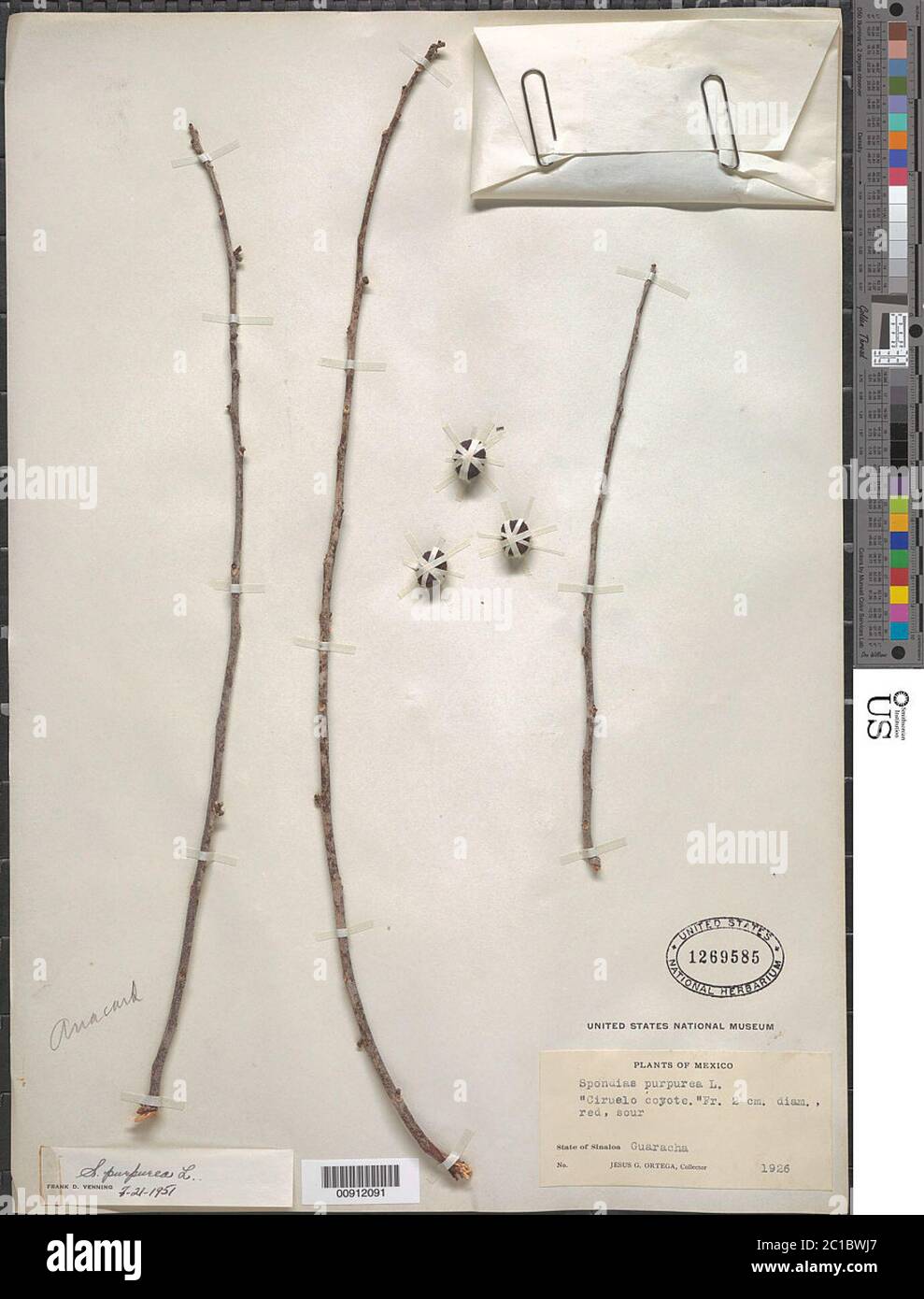 Spondias purpurea L Spondias purpurea L Stock Photo - Alamy