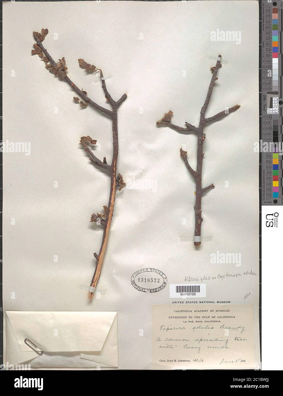 Cyrtocarpa edulis hi-res stock photography and images - Alamy