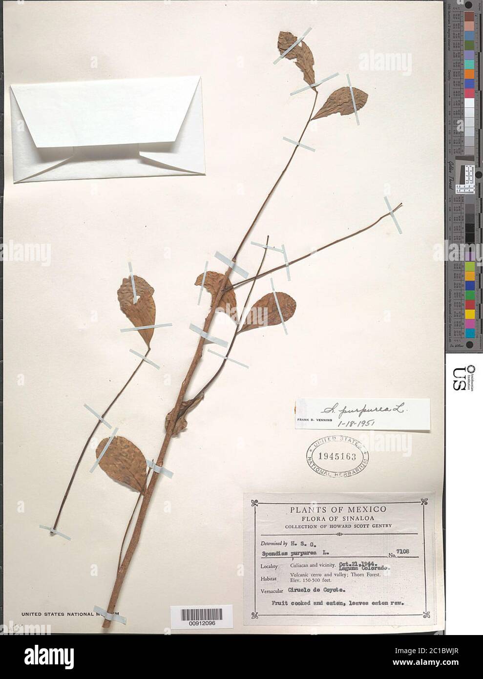 Spondias purpurea L Spondias purpurea L Stock Photo - Alamy