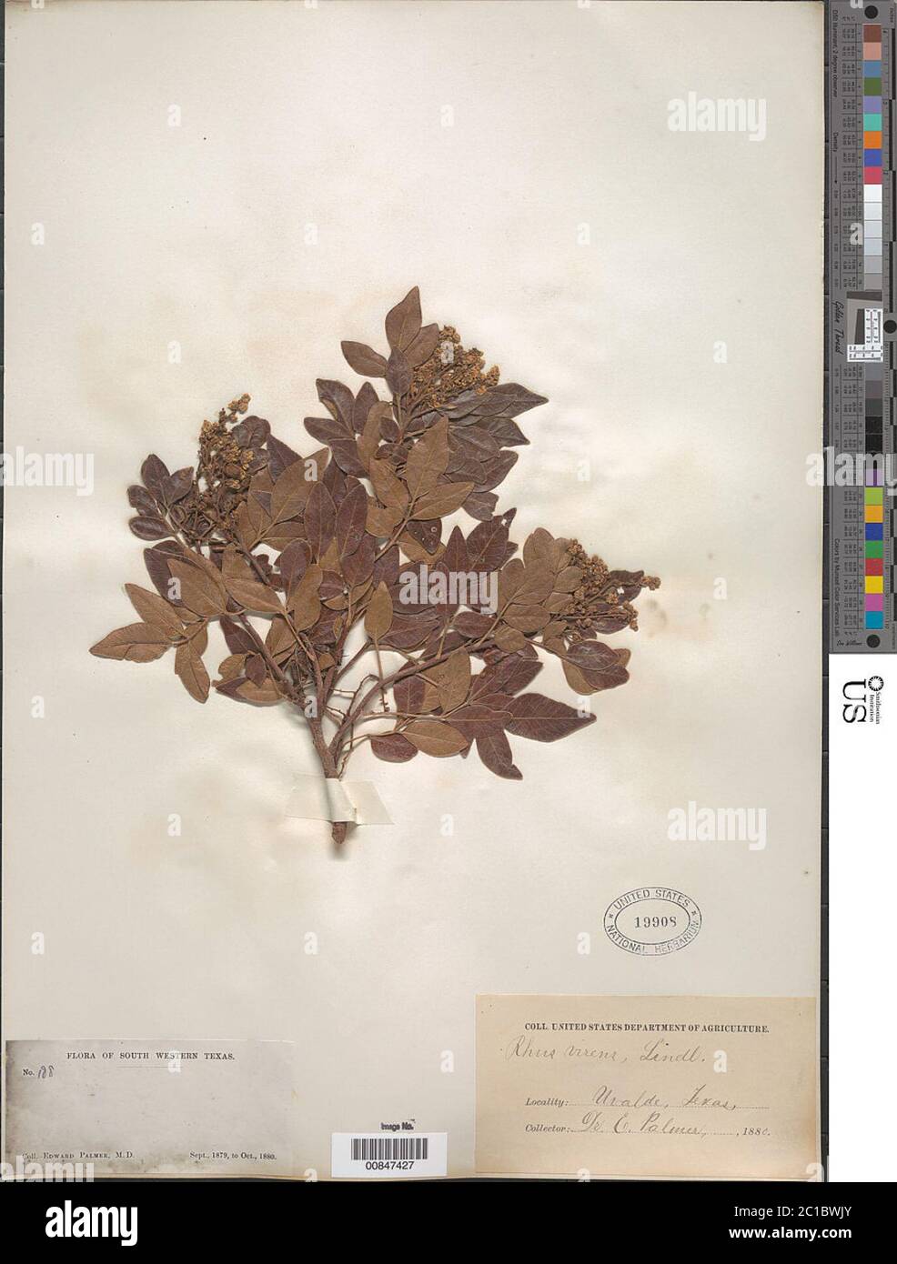 Rhus virens hi-res stock photography and images - Alamy