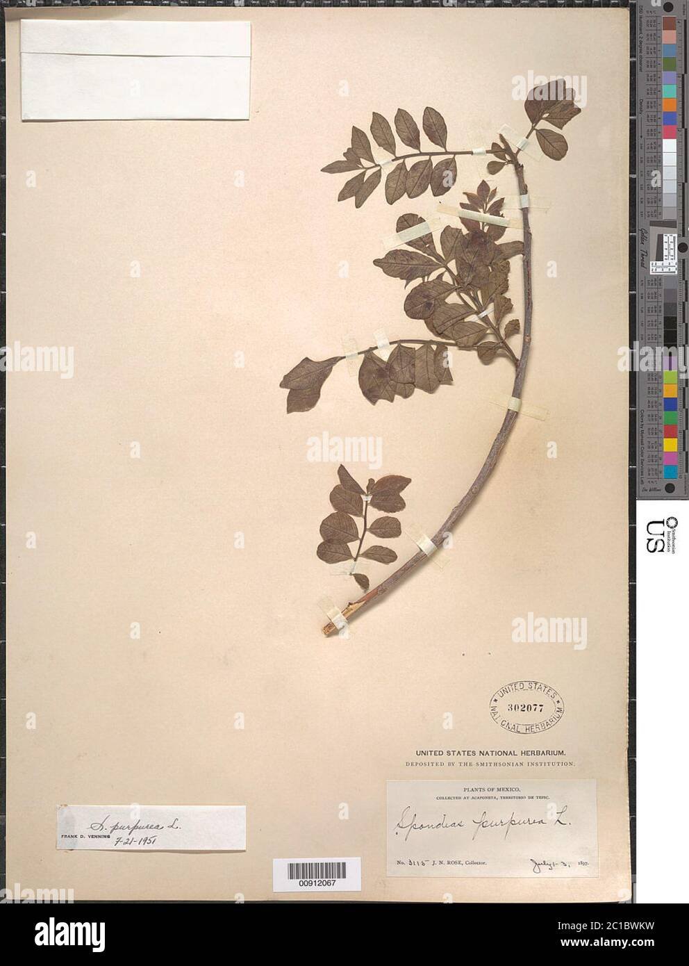 Spondias purpurea L Spondias purpurea L Stock Photo - Alamy