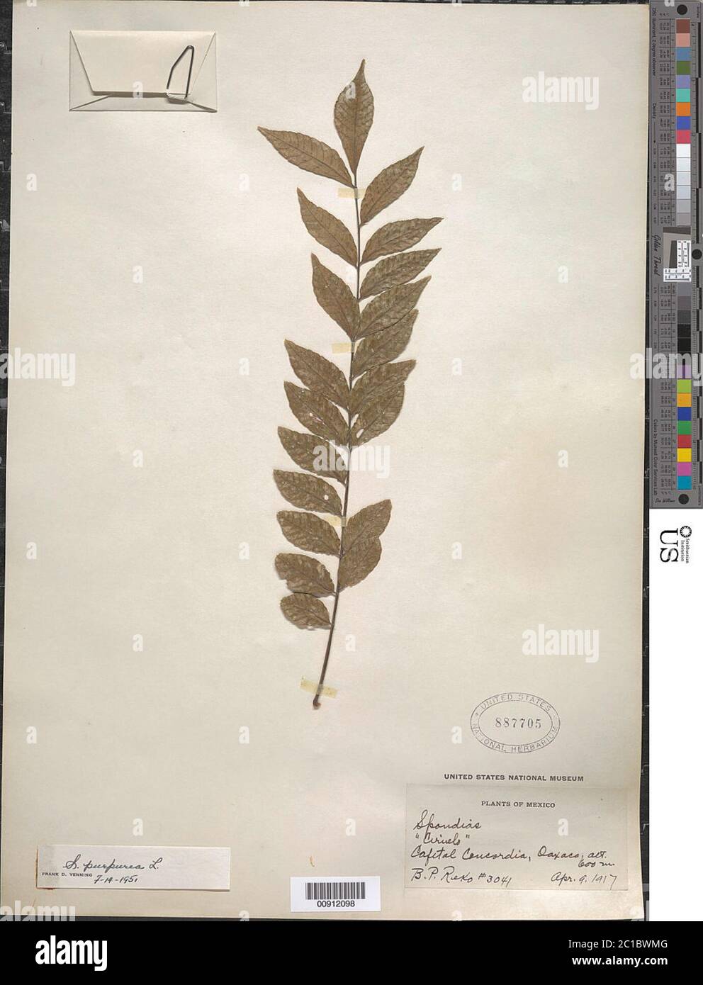 Spondias purpurea L Spondias purpurea L Stock Photo - Alamy